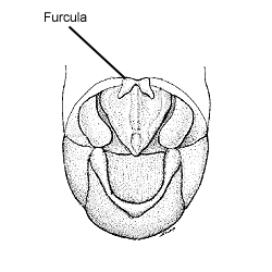 Morphology | Grasshoppers of the Western U.S.