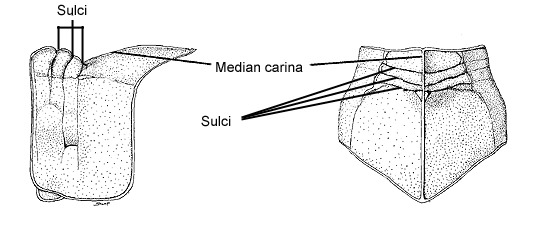 Morphology | Grasshoppers of the Western U.S.