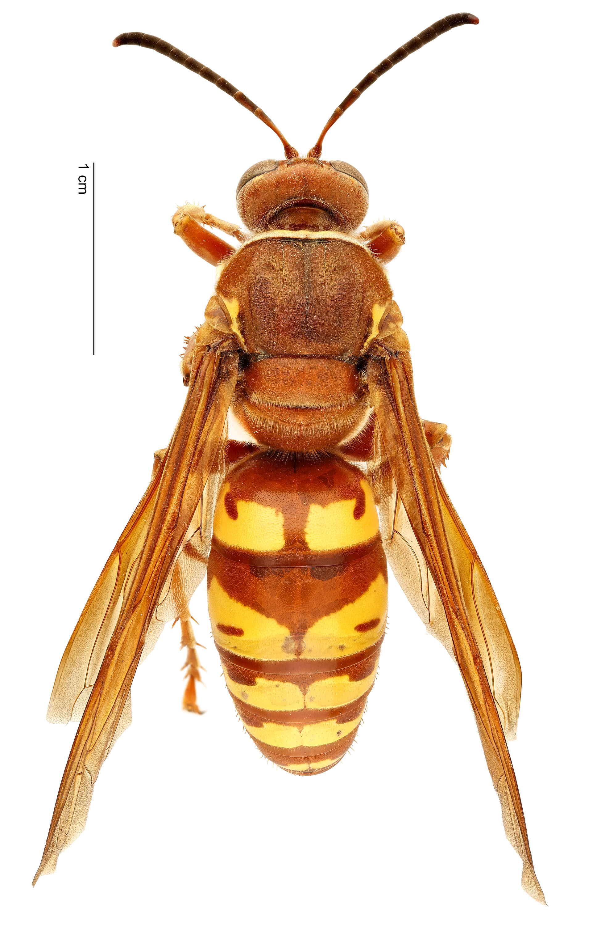 Sphecius grandis | NA hornet screening tool
