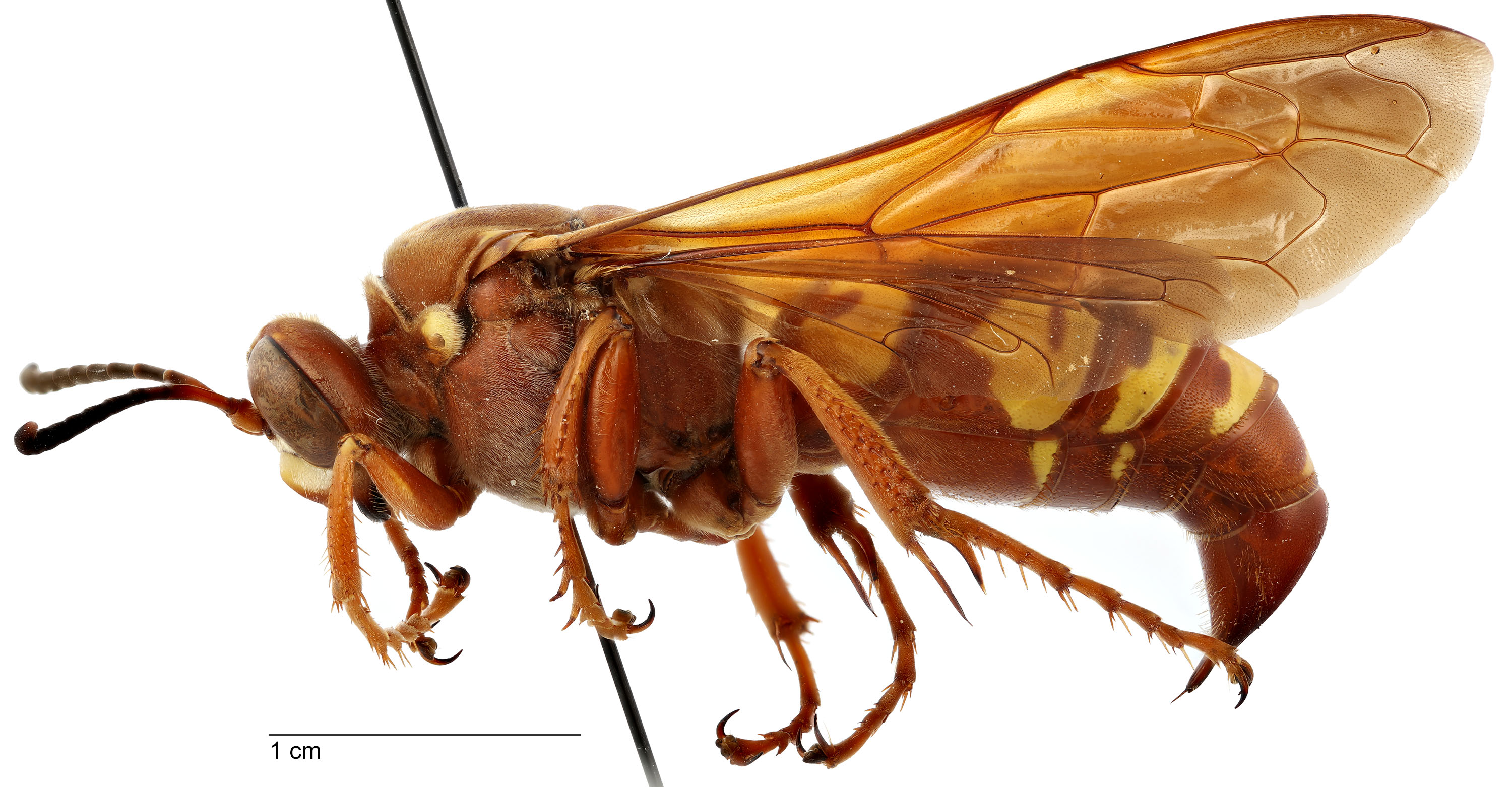 Sphecius grandis | North American Hornet Screening Tool