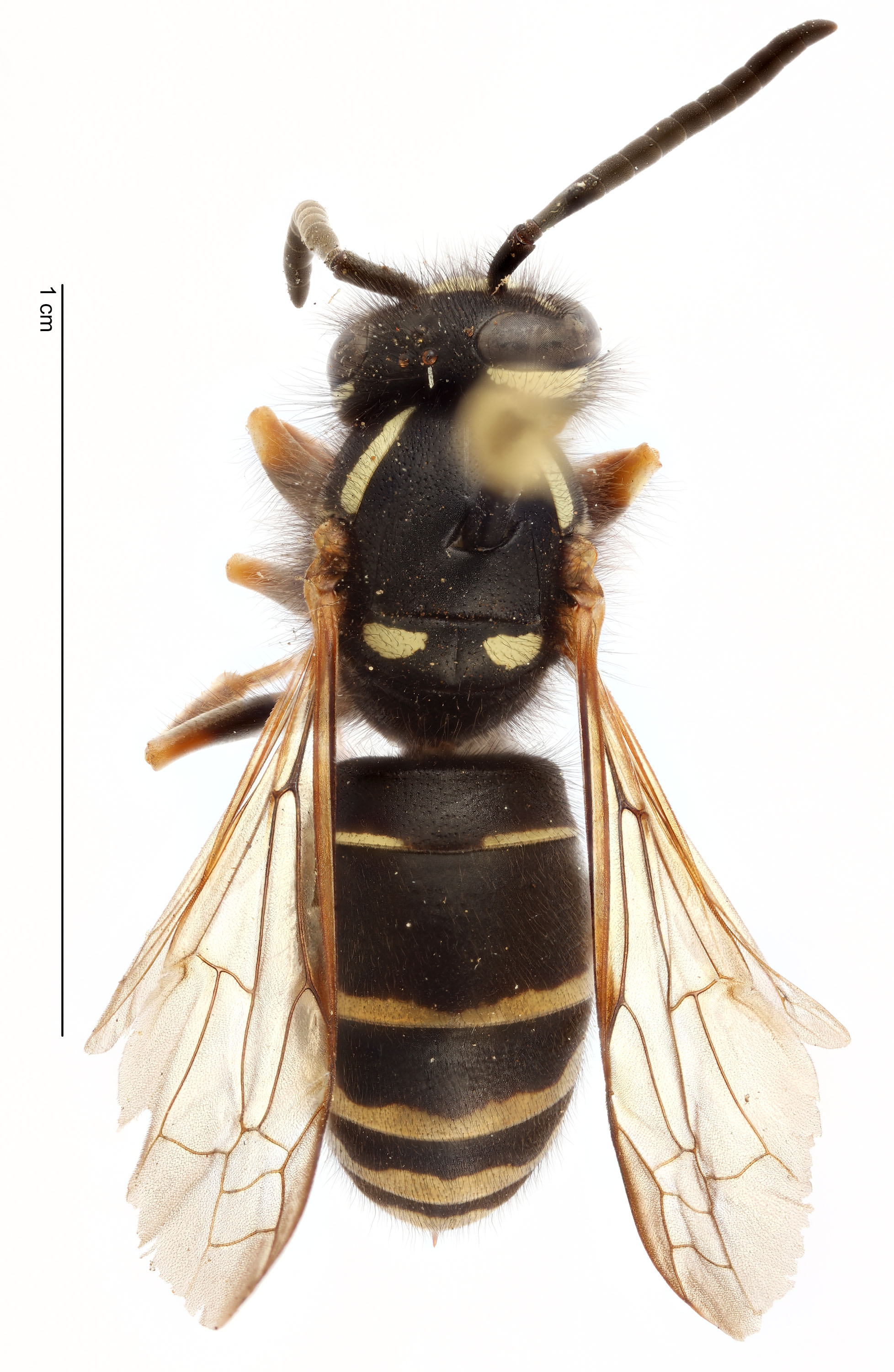Vespula | North American Hornet Screening Tool