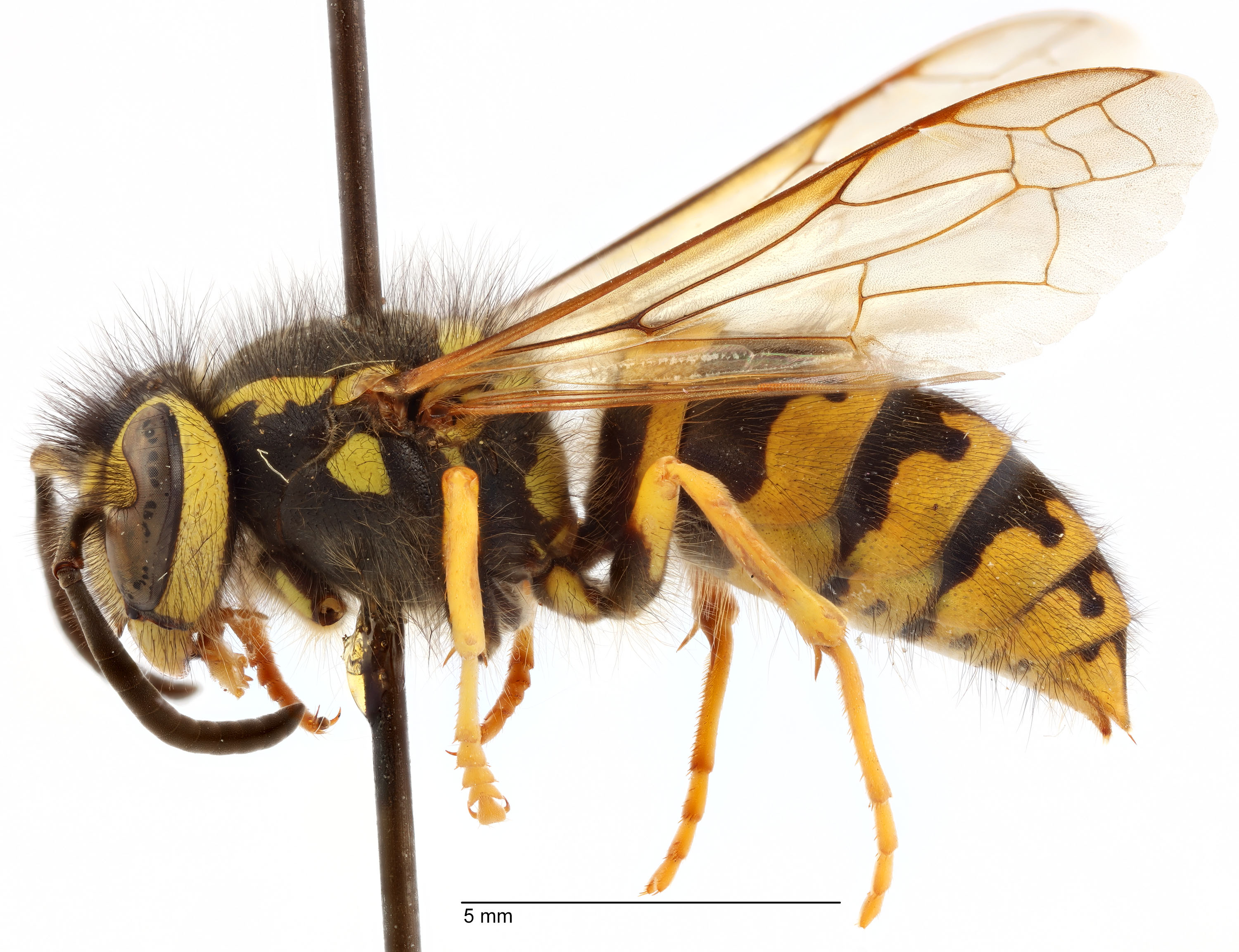 Vespula | North American Hornet Screening Tool
