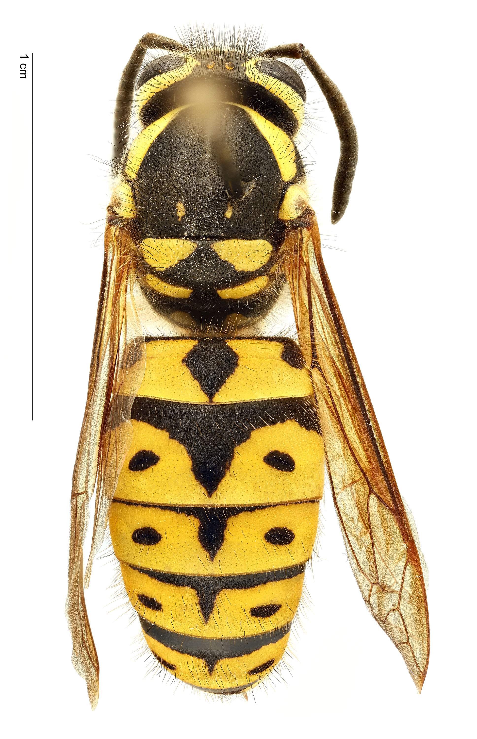Vespula | North American Hornet Screening Tool