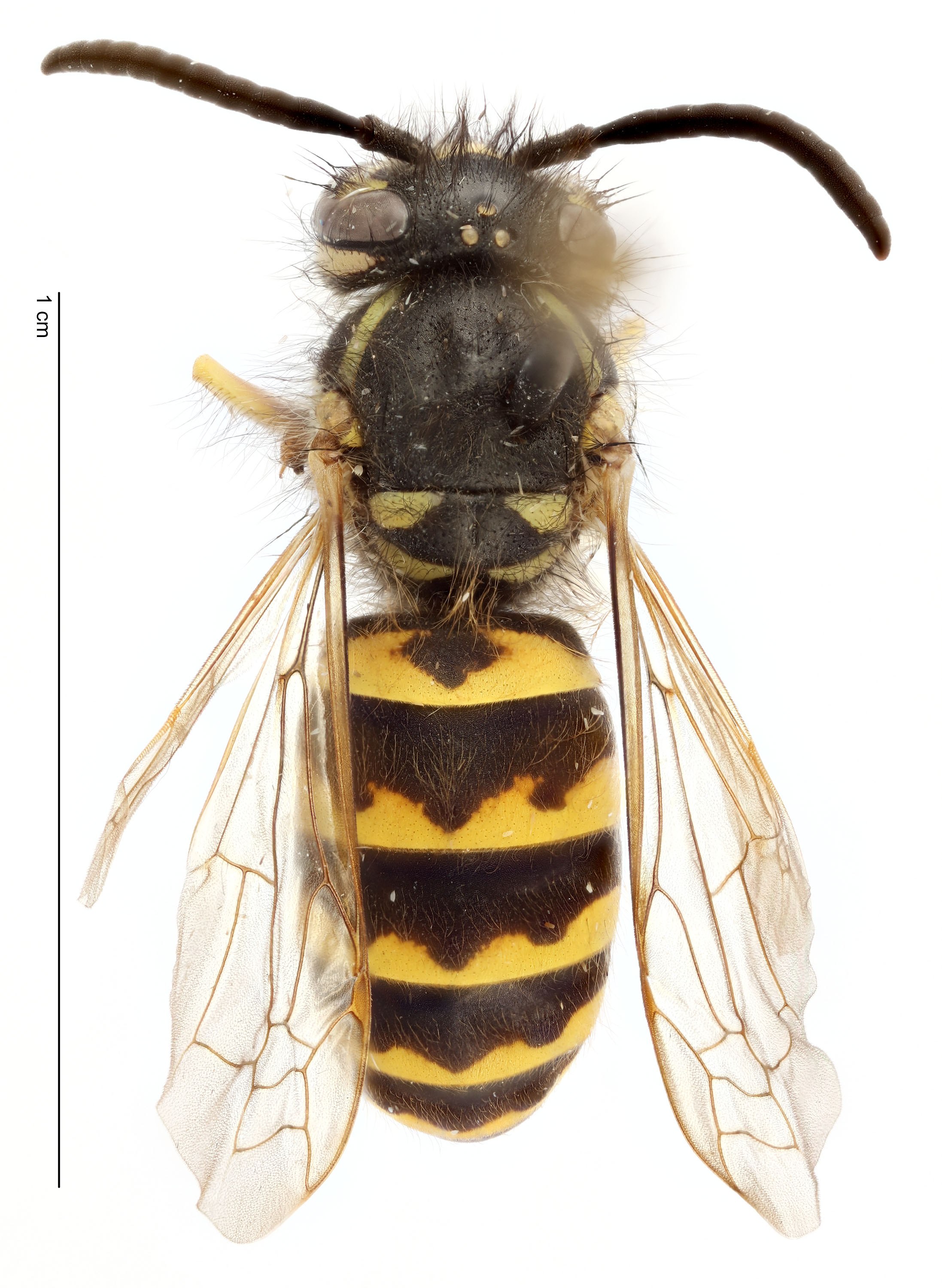 Vespula | North American Hornet Screening Tool