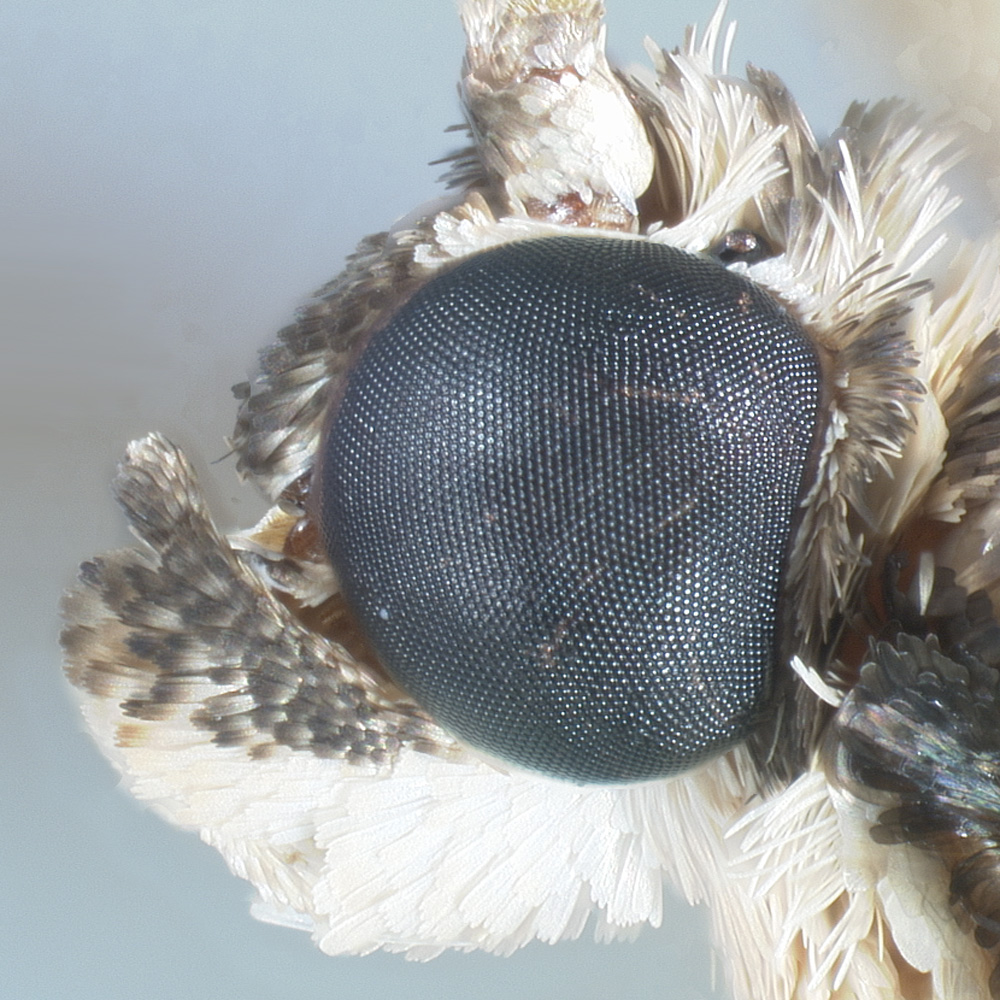 Duponchelia fovealis | Microlepidoptera on Solanaceae