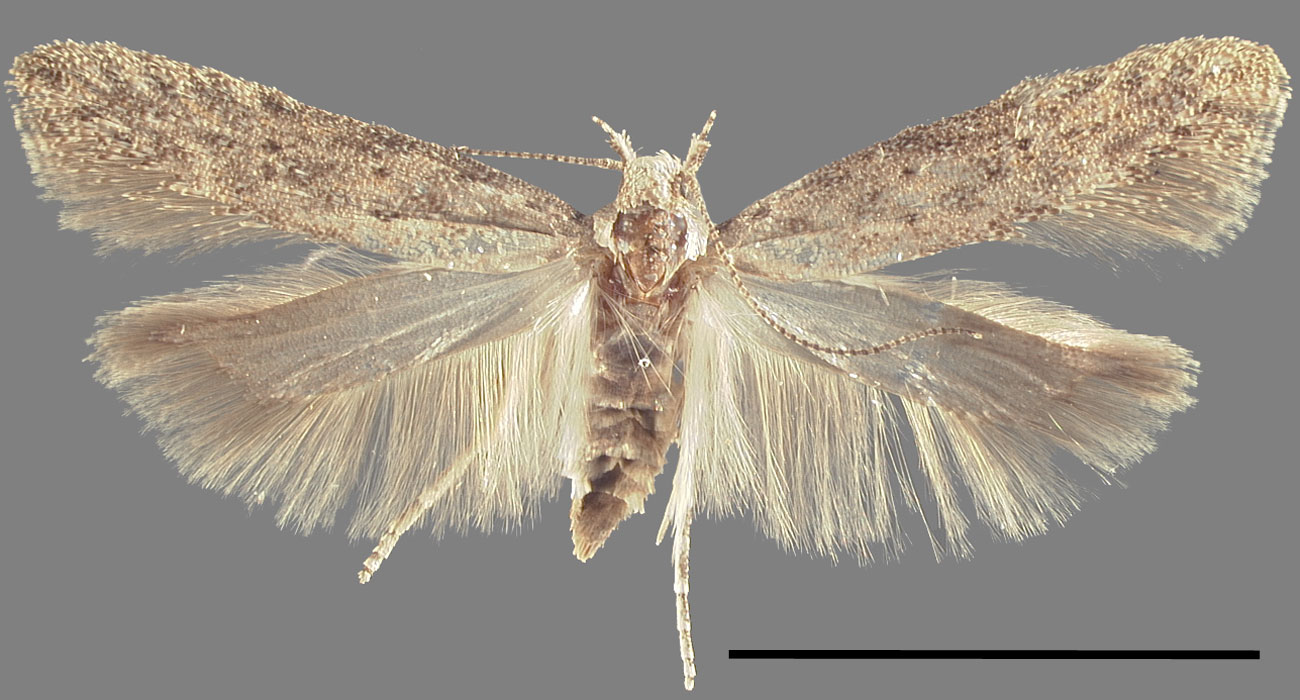 Keiferia lycopersicella | Microlepidoptera on Solanaceae