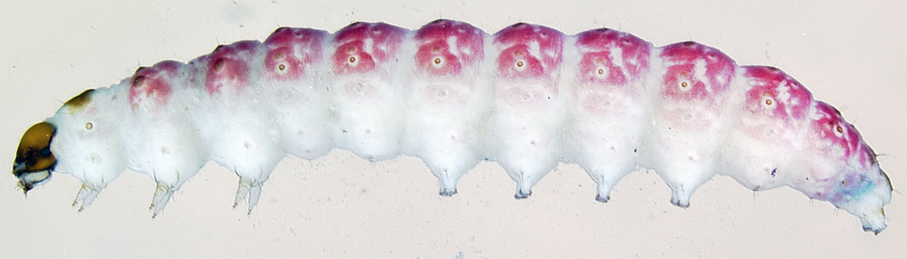 Neoleucinodes torvis | Microlepidoptera on Solanaceae