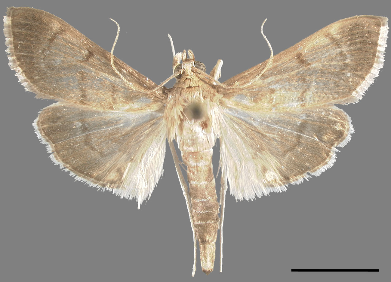 Rhectocraspeda periusalis | Microlepidoptera on Solanaceae