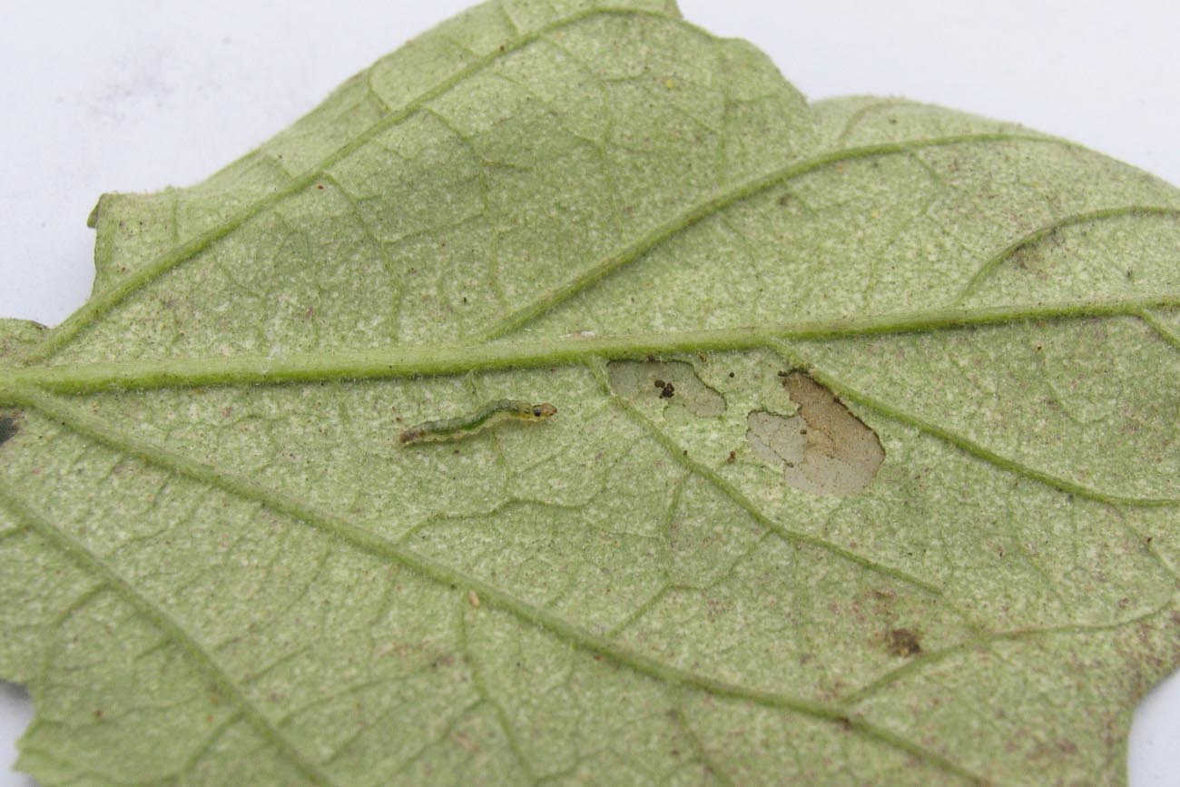 Rhectocraspeda periusalis | Microlepidoptera on Solanaceae