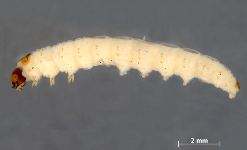 Symmetrischema tangolias | Microlepidoptera on Solanaceae