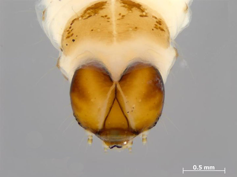 Symmetrischema tangolias | Microlepidoptera on Solanaceae