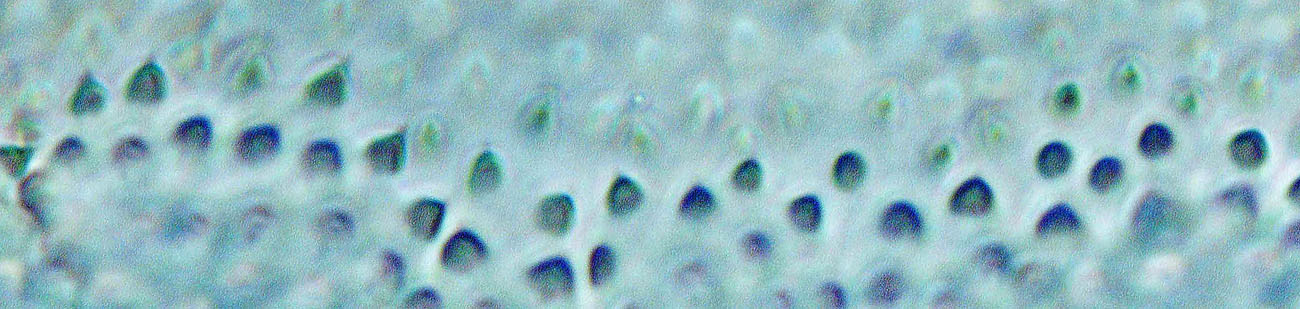 Keiferia lycopersicella | Microlepidoptera on Solanaceae