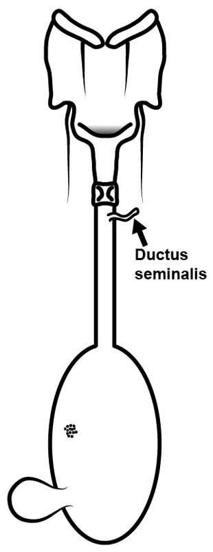Duponchelia fovealis | Microlepidoptera on Solanaceae