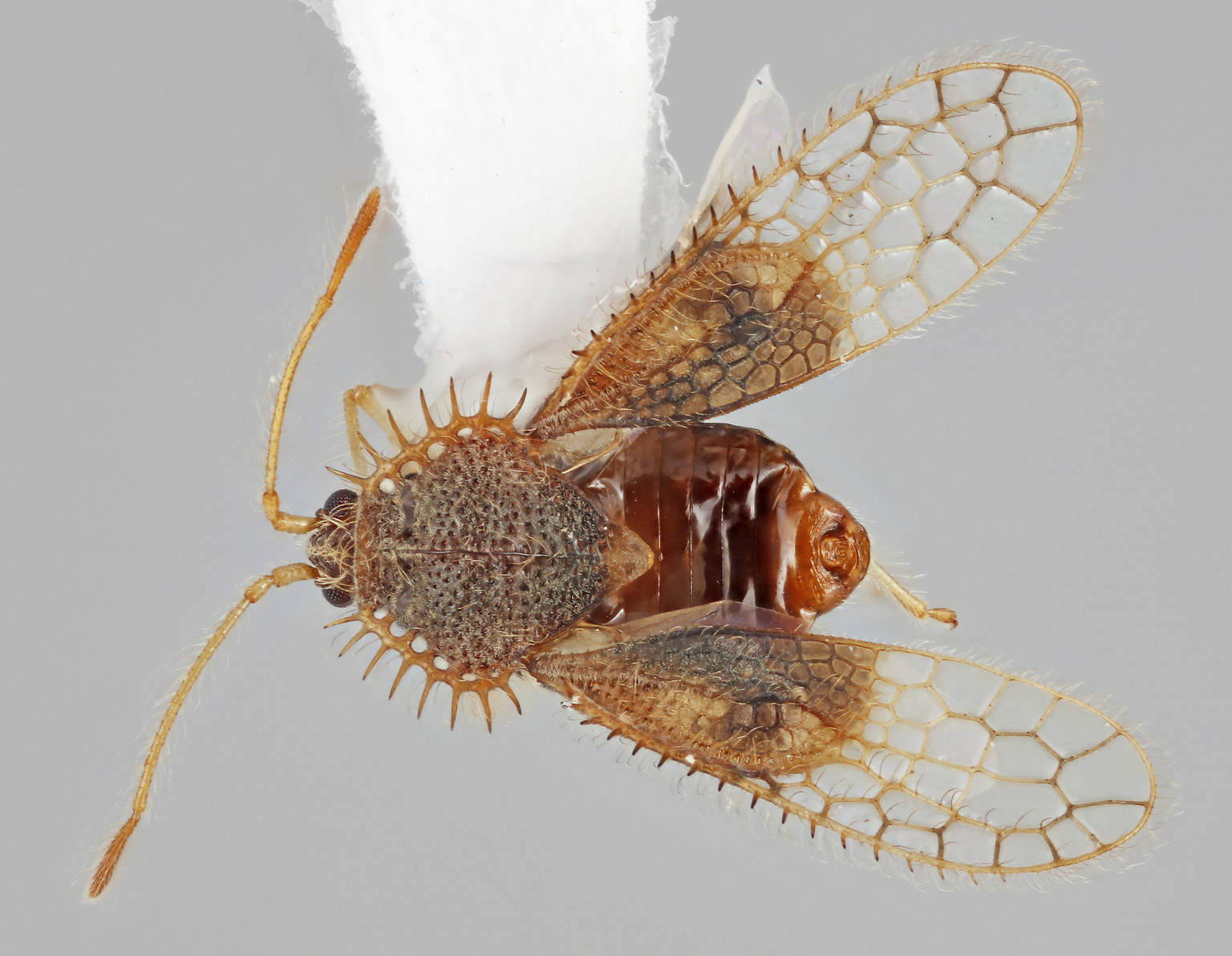 Carvalhotingis | TingID