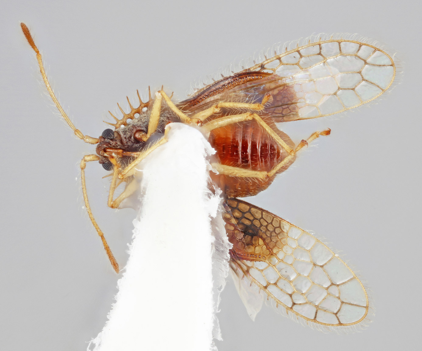 Carvalhotingis | TingID