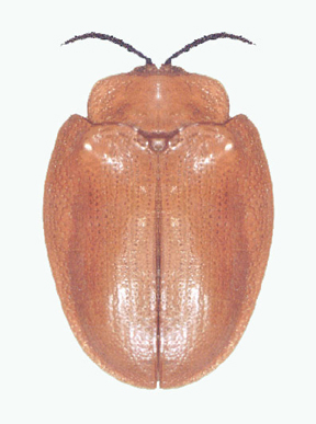 Calyptocephala Chevrolat 1836: 391 | Hispines of the world