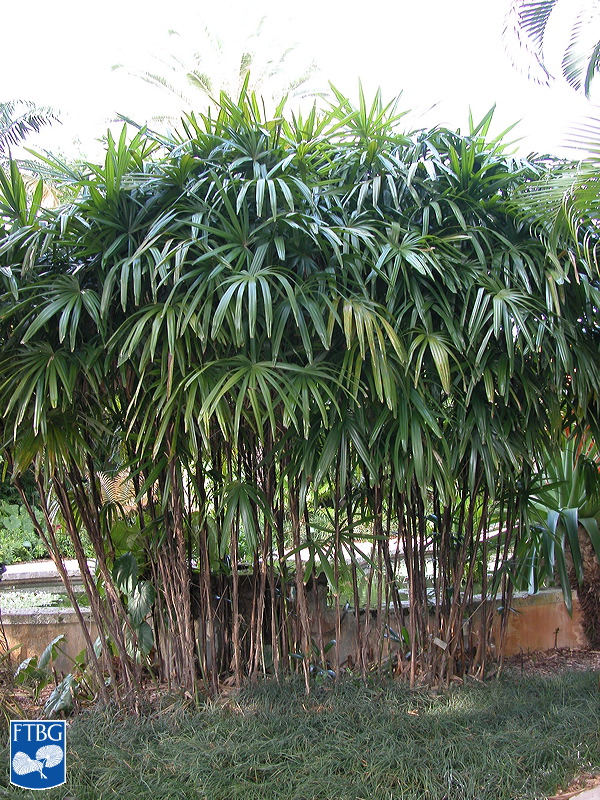 Rhapis excelsa | Identifying Commonly Cultivated Palms