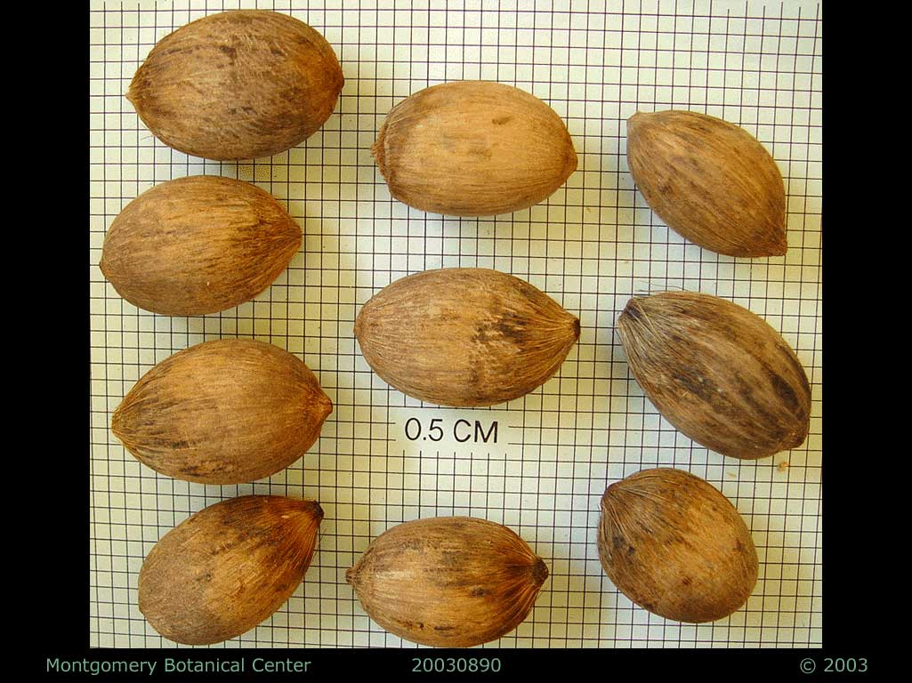 Attalea cohune | Identifying Commonly Cultivated Palms