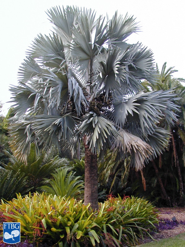 Bismarckia nobilis | Palm ID