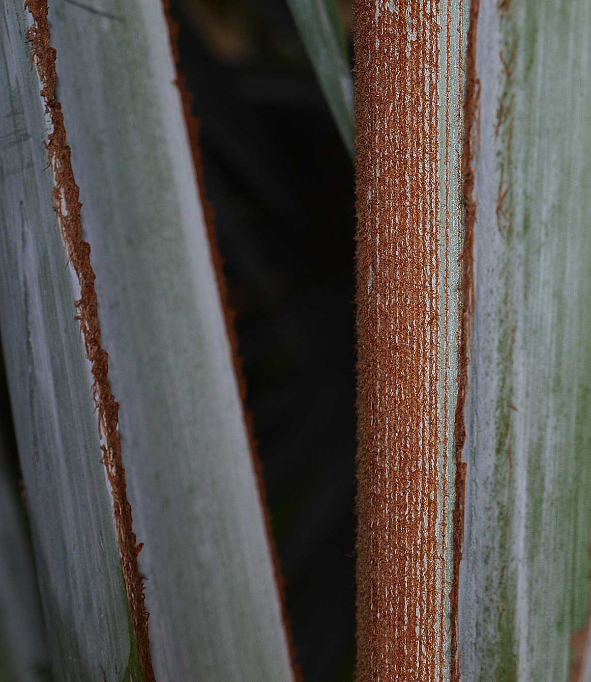 Bismarckia nobilis | Palm ID