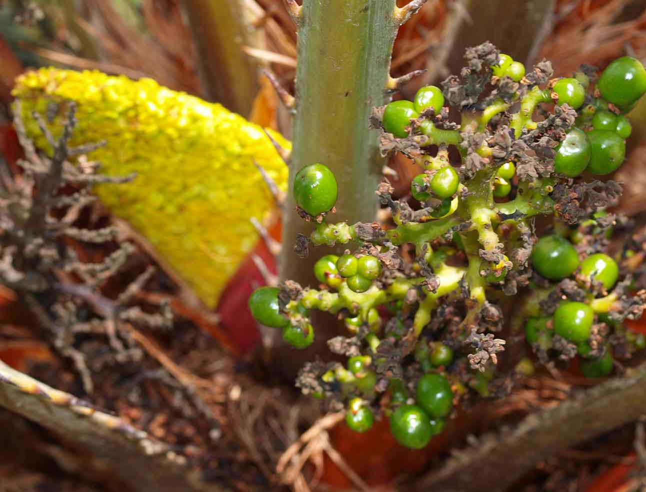 Chamaerops humilis | Identifying Commonly Cultivated Palms
