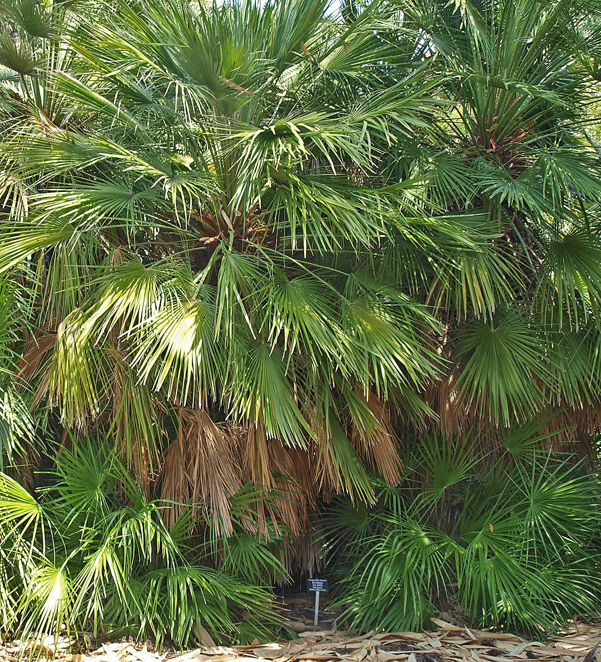 Chamaerops humilis | Identifying Commonly Cultivated Palms