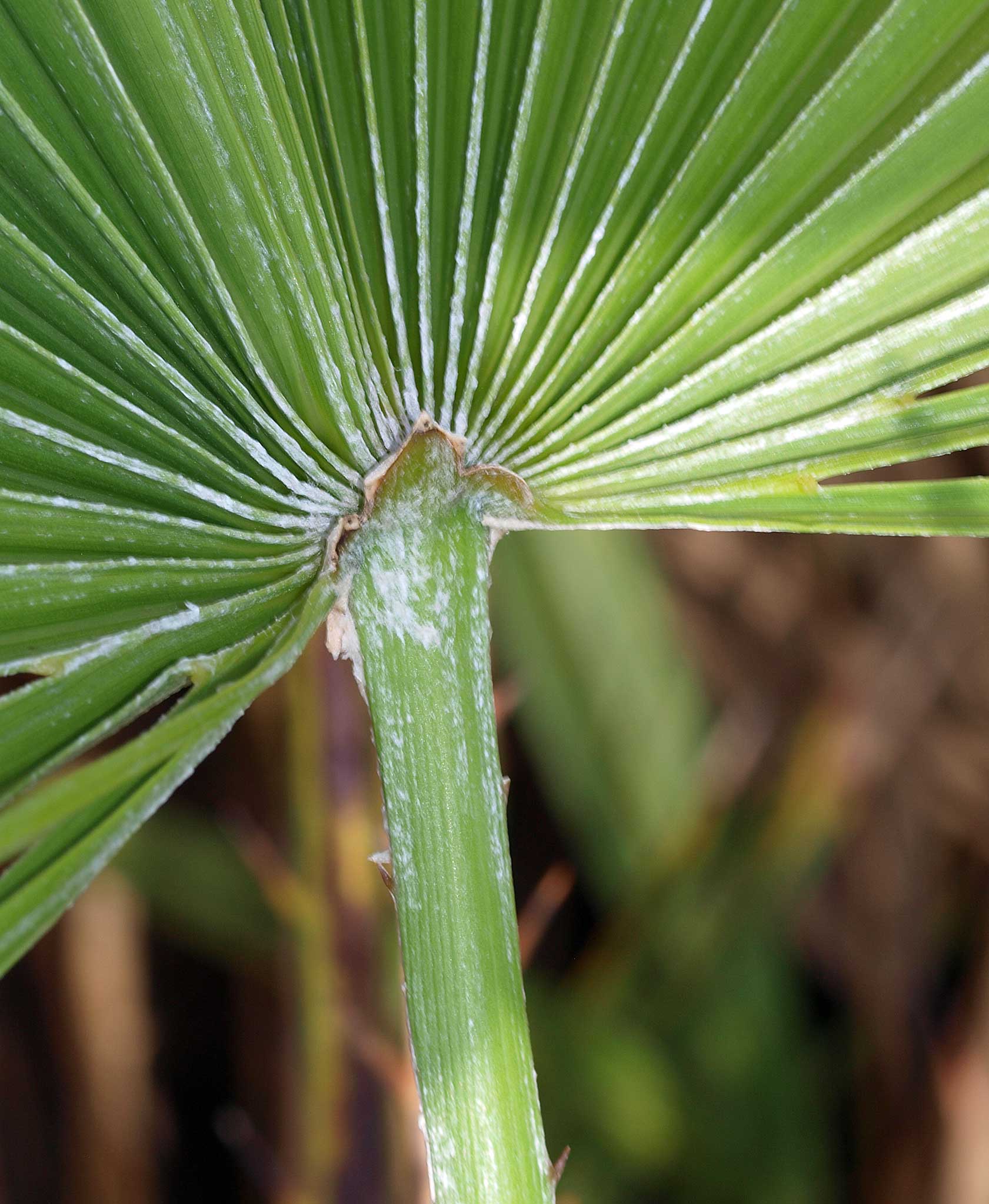 Chamaerops humilis | Identifying Commonly Cultivated Palms