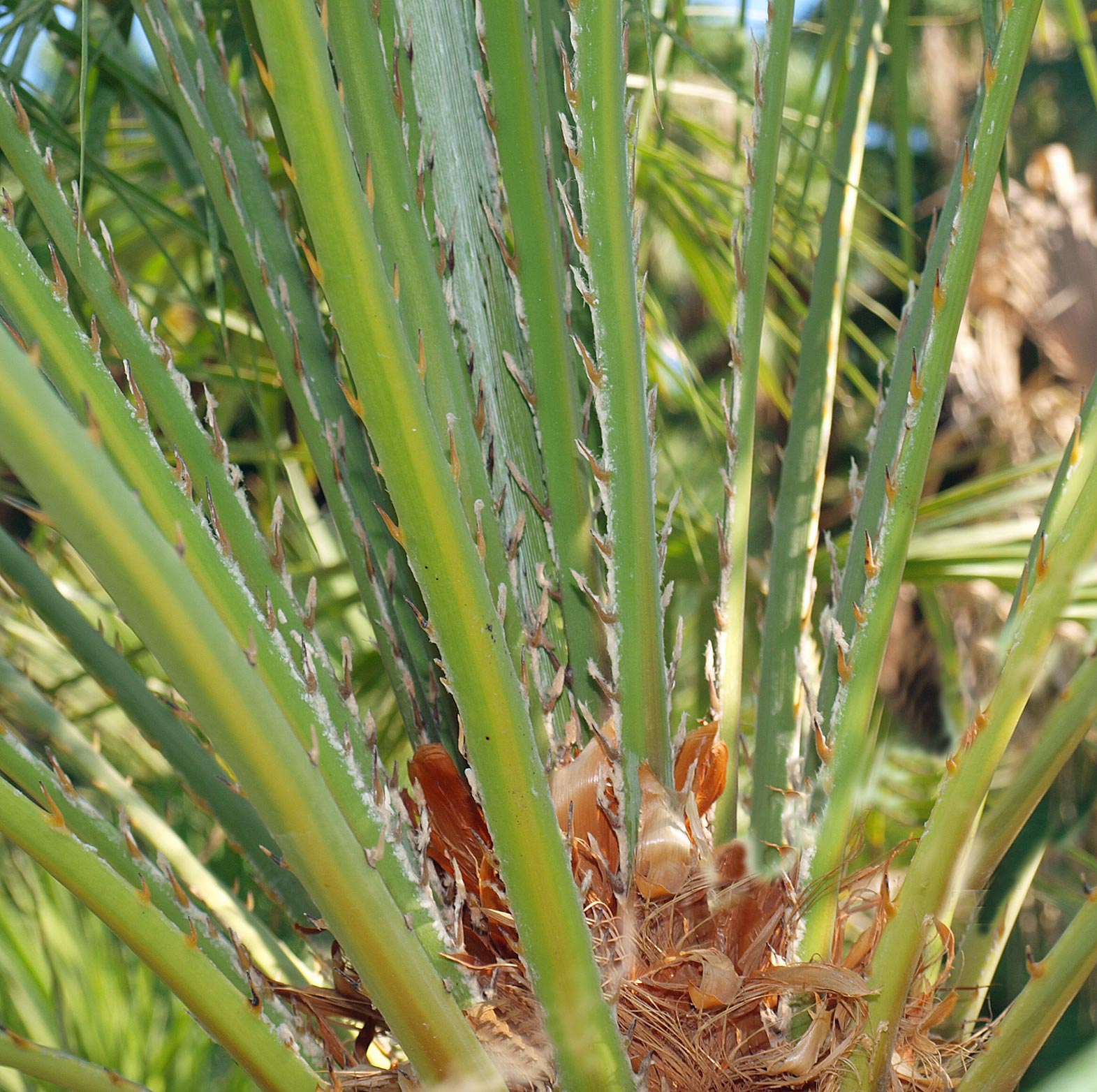 Chamaerops humilis | Identifying Commonly Cultivated Palms