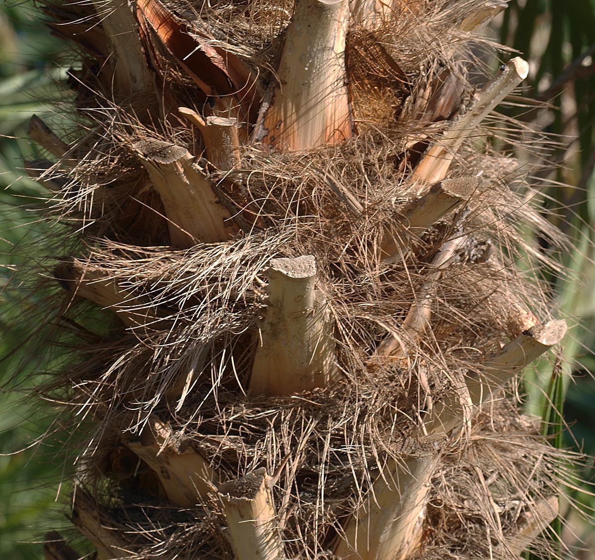 Chamaerops humilis | Identifying Commonly Cultivated Palms