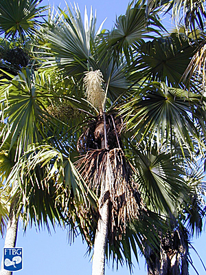 Coccothrinax barbadensis | Identifying Commonly Cultivated Palms