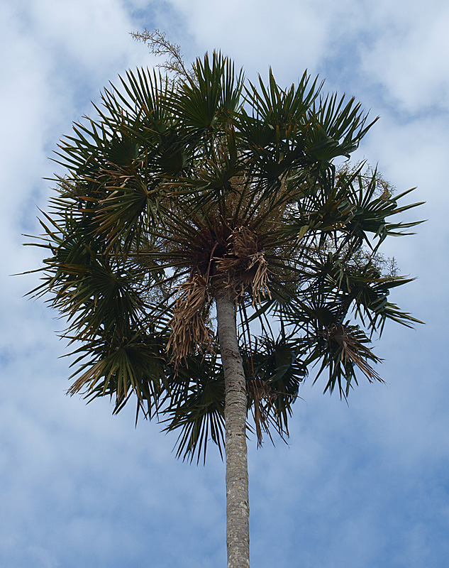 Copernicia alba | Identifying Commonly Cultivated Palms