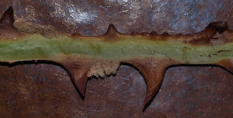 Copernicia alba | Identifying Commonly Cultivated Palms