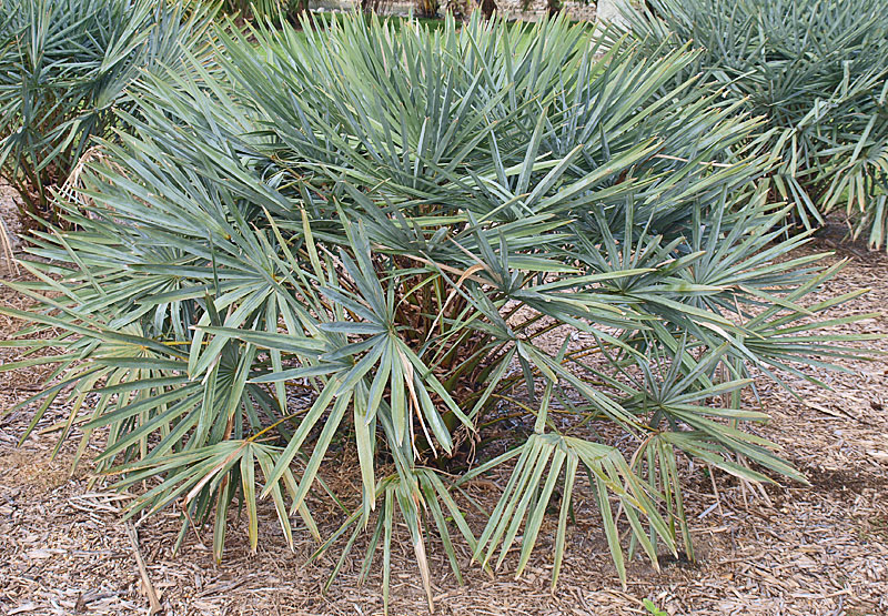 Copernicia alba | Identifying Commonly Cultivated Palms