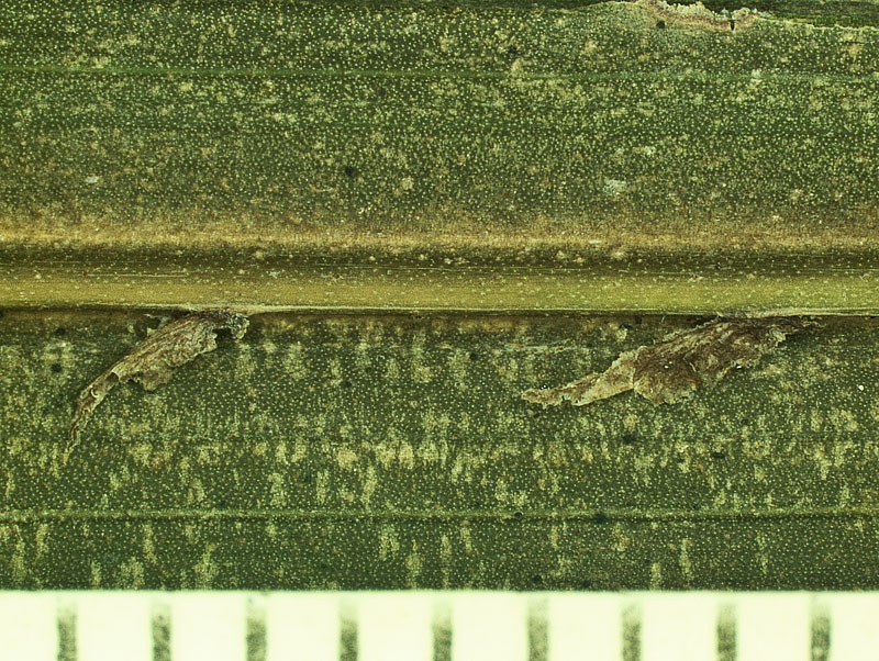 Heterospathe elata | Identifying Commonly Cultivated Palms