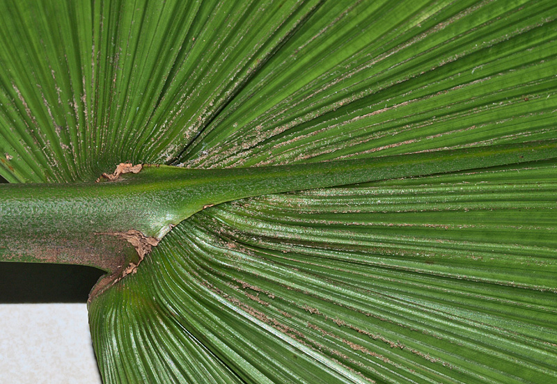 Licuala grandis | Palm ID