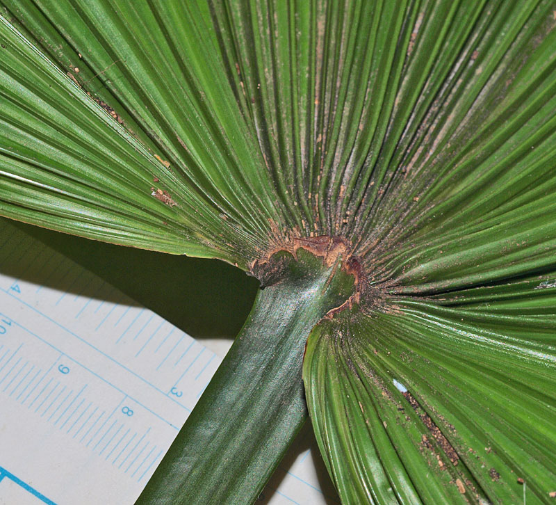 Licuala grandis | Palm ID