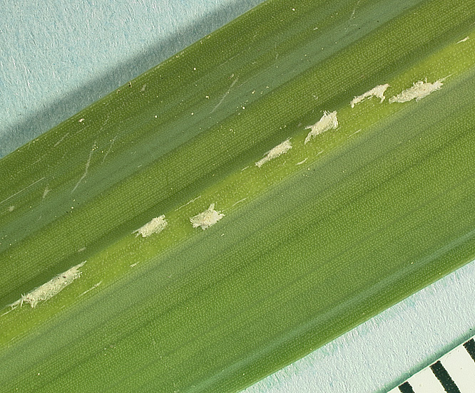 Phoenix reclinata | Identifying Commonly Cultivated Palms