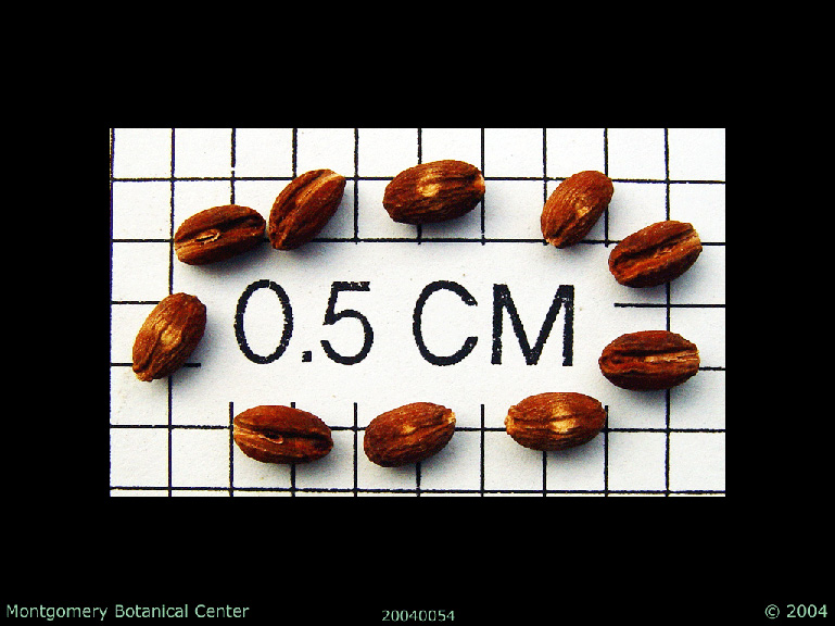 Phoenix reclinata | Identifying Commonly Cultivated Palms