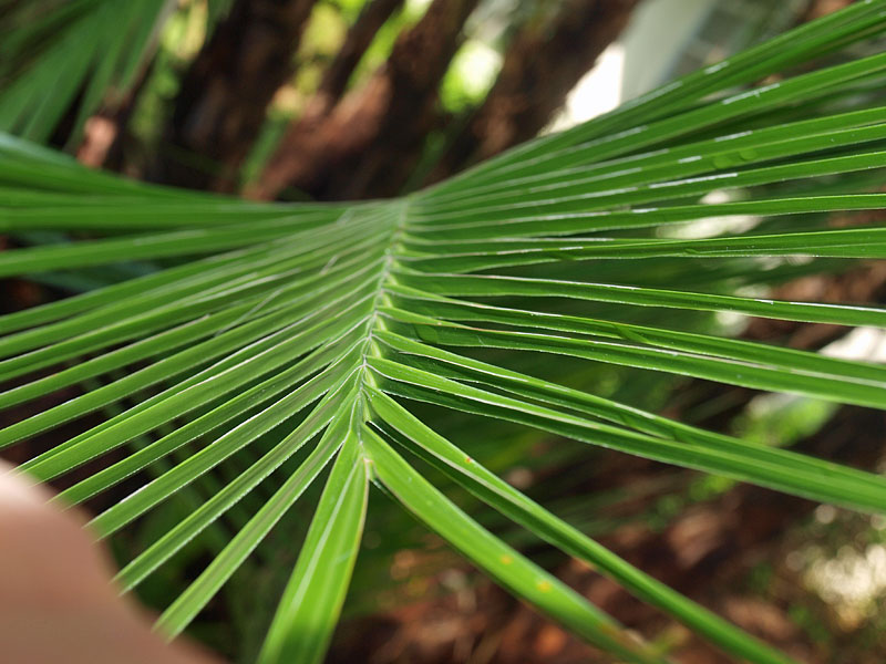 Phoenix reclinata | Identifying Commonly Cultivated Palms