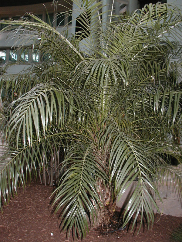 Phoenix roebelenii | Identifying Commonly Cultivated Palms