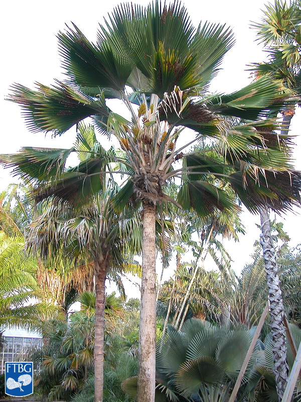 Pritchardia pacifica | Identifying Commonly Cultivated Palms