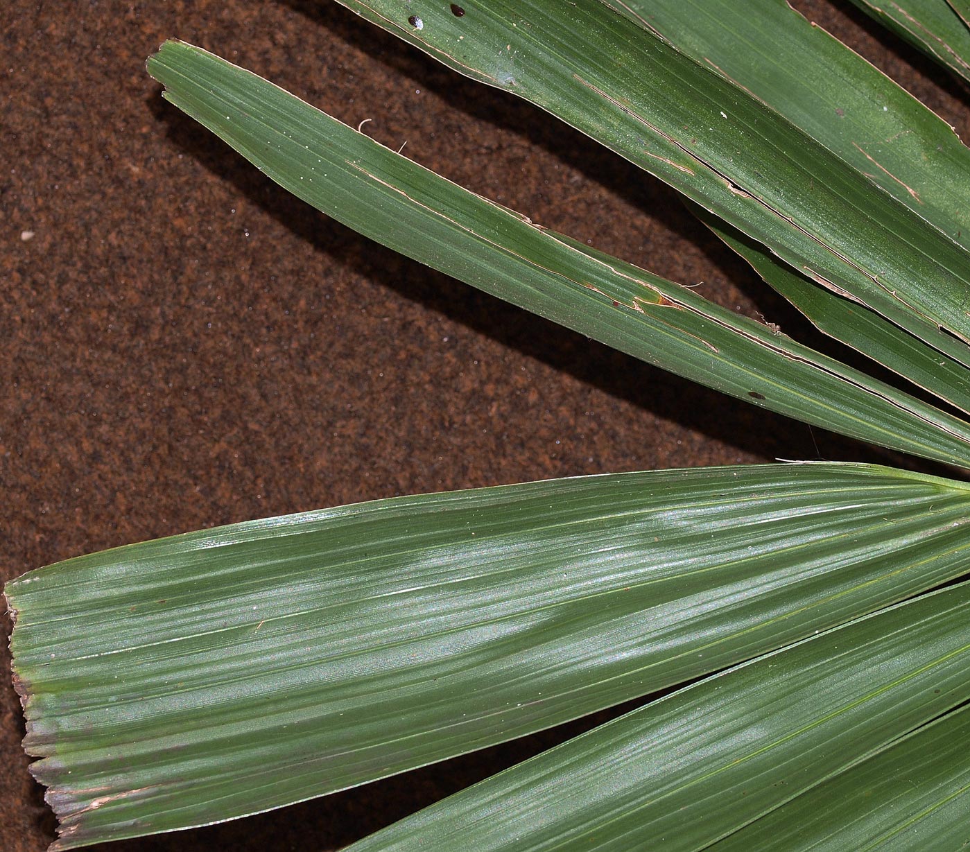 Ptychosperma elegans | Palm ID