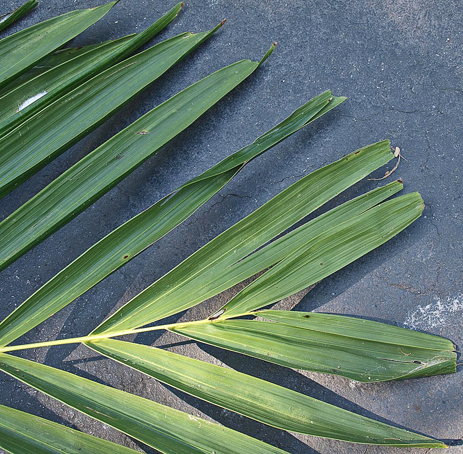 Ptychosperma elegans | Palm ID