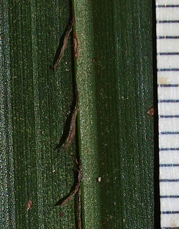 Ptychosperma elegans | Palm ID