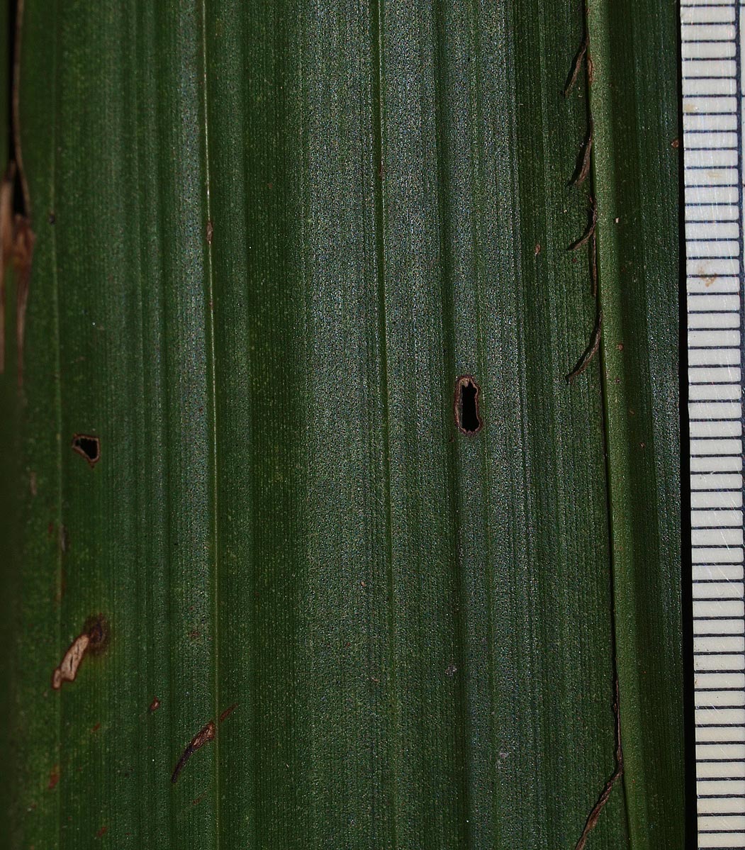 Ptychosperma elegans | Palm ID