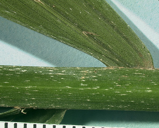 Ravenea rivularis | Identifying Commonly Cultivated Palms