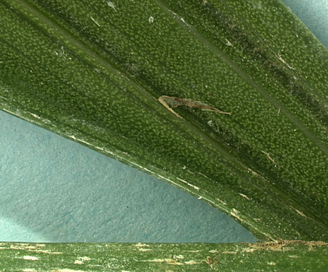 Ravenea rivularis | Identifying Commonly Cultivated Palms