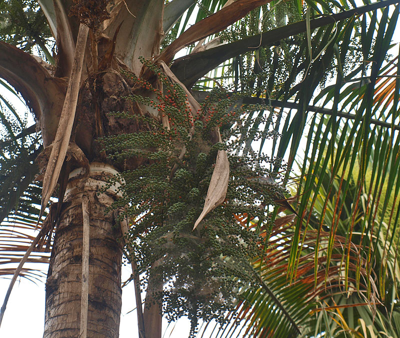 Ravenea rivularis | Identifying Commonly Cultivated Palms