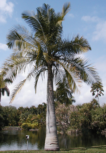 Ravenea rivularis | Identifying Commonly Cultivated Palms