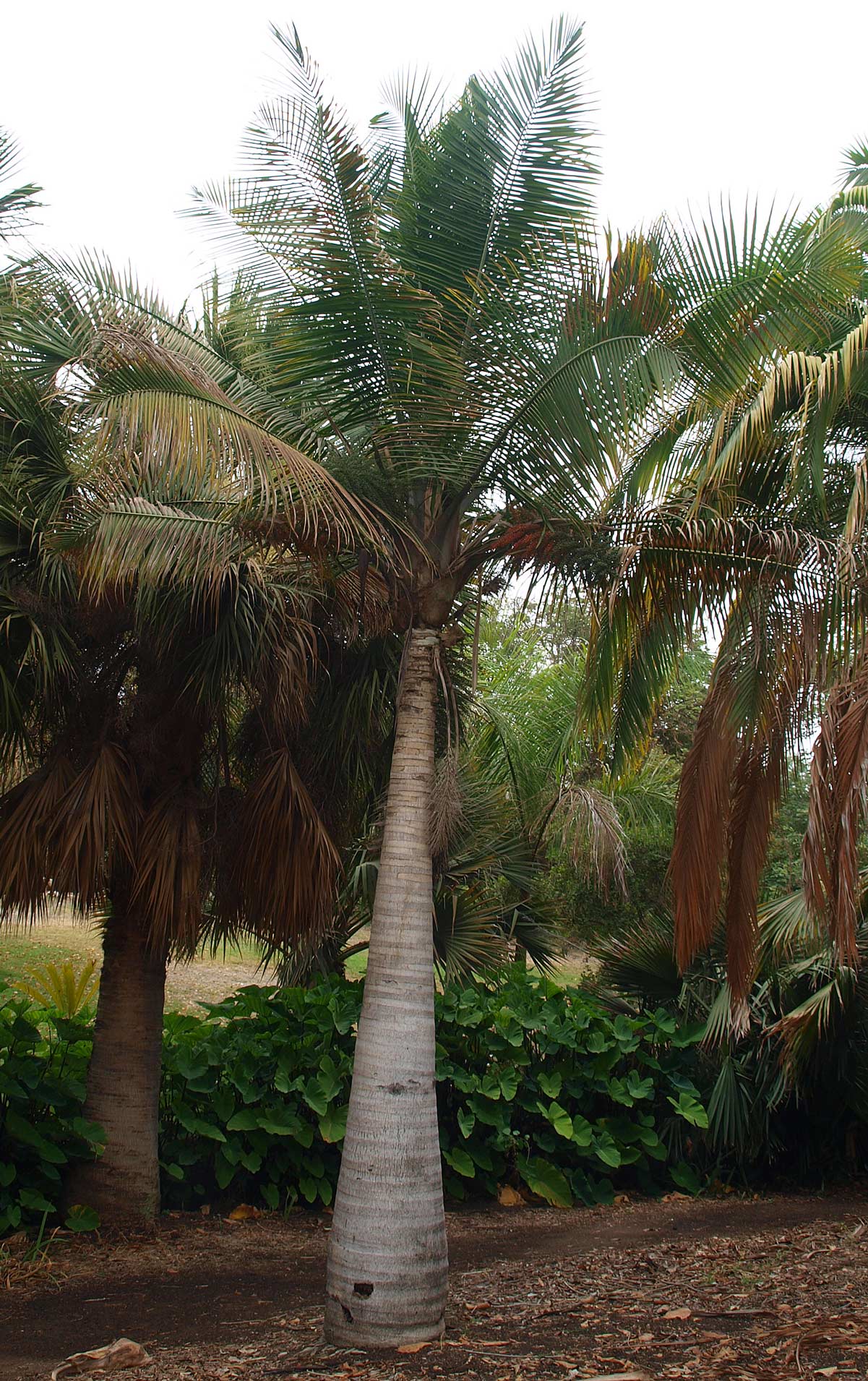 Ravenea rivularis | Identifying Commonly Cultivated Palms